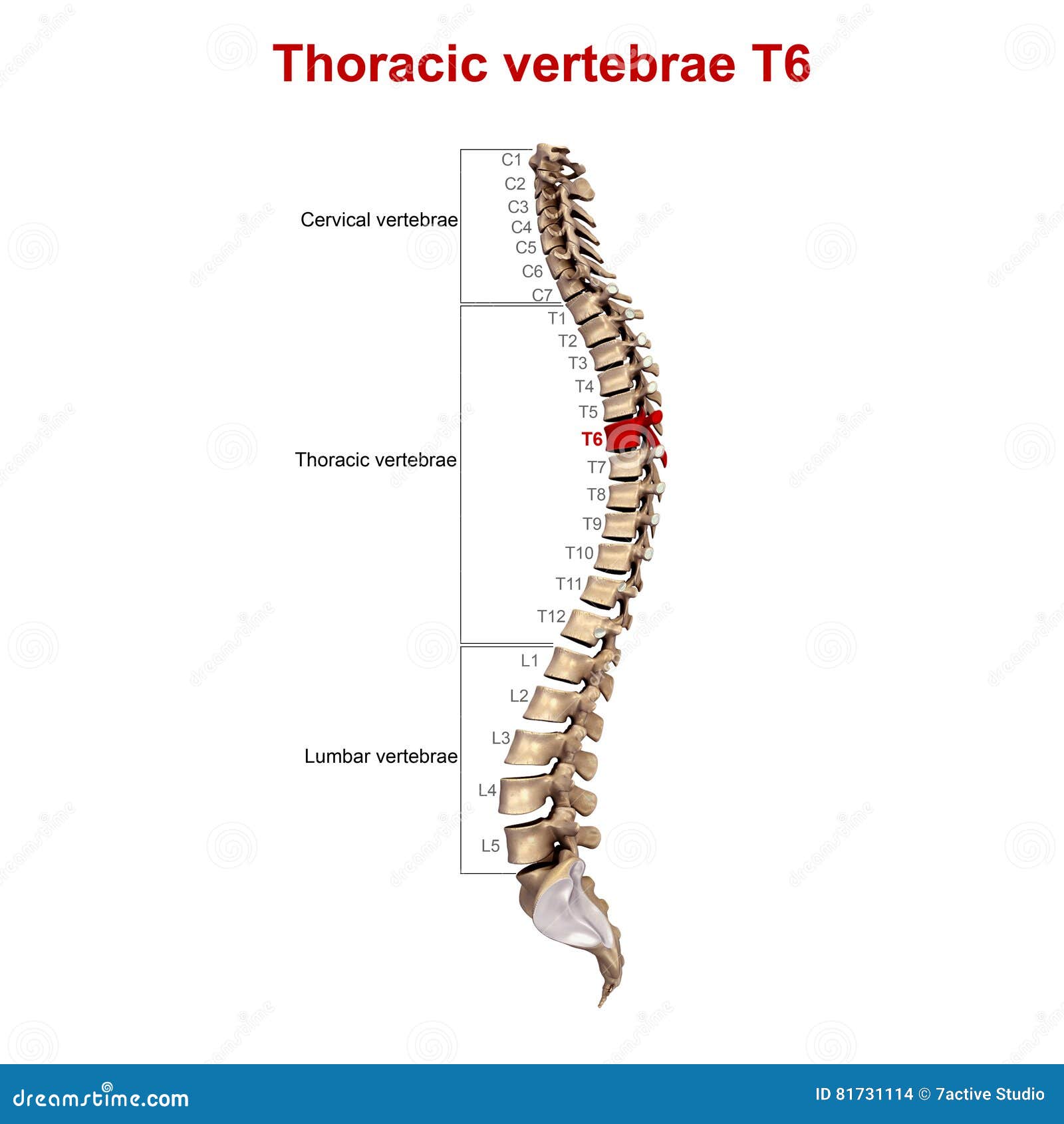 Thoracic vertebrae T6 stock illustration. Illustration of anatomy ...