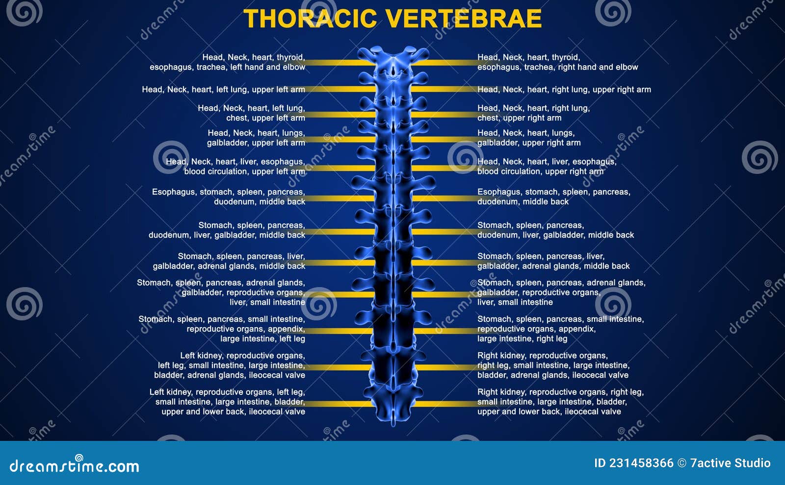 Thoracic Vertebrae or Thoracic Spine Stock Illustration - Illustration ...
