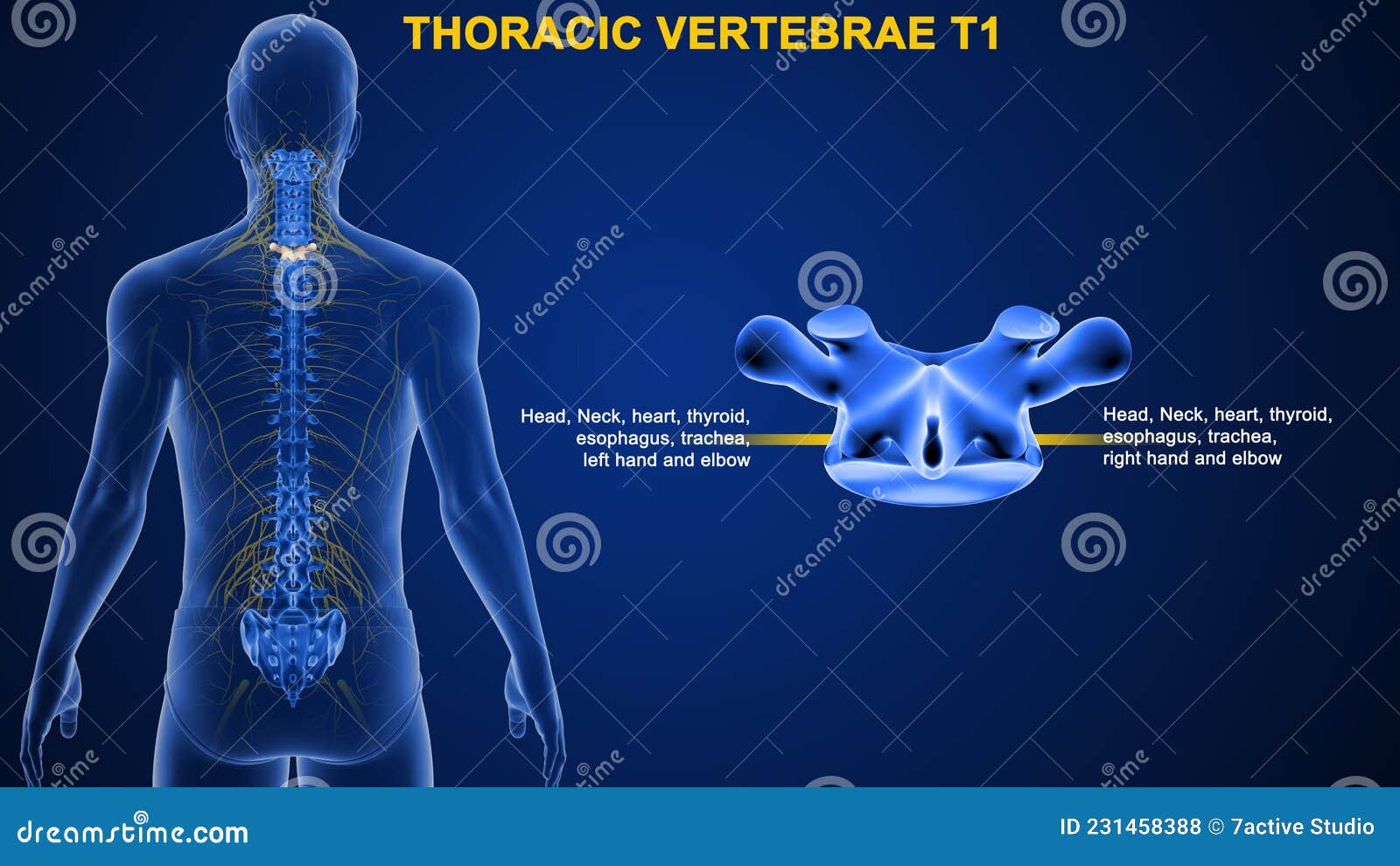 Thoracic Vertebrae or Thoracic Spine Bone T1 Stock Photo - Image of ...