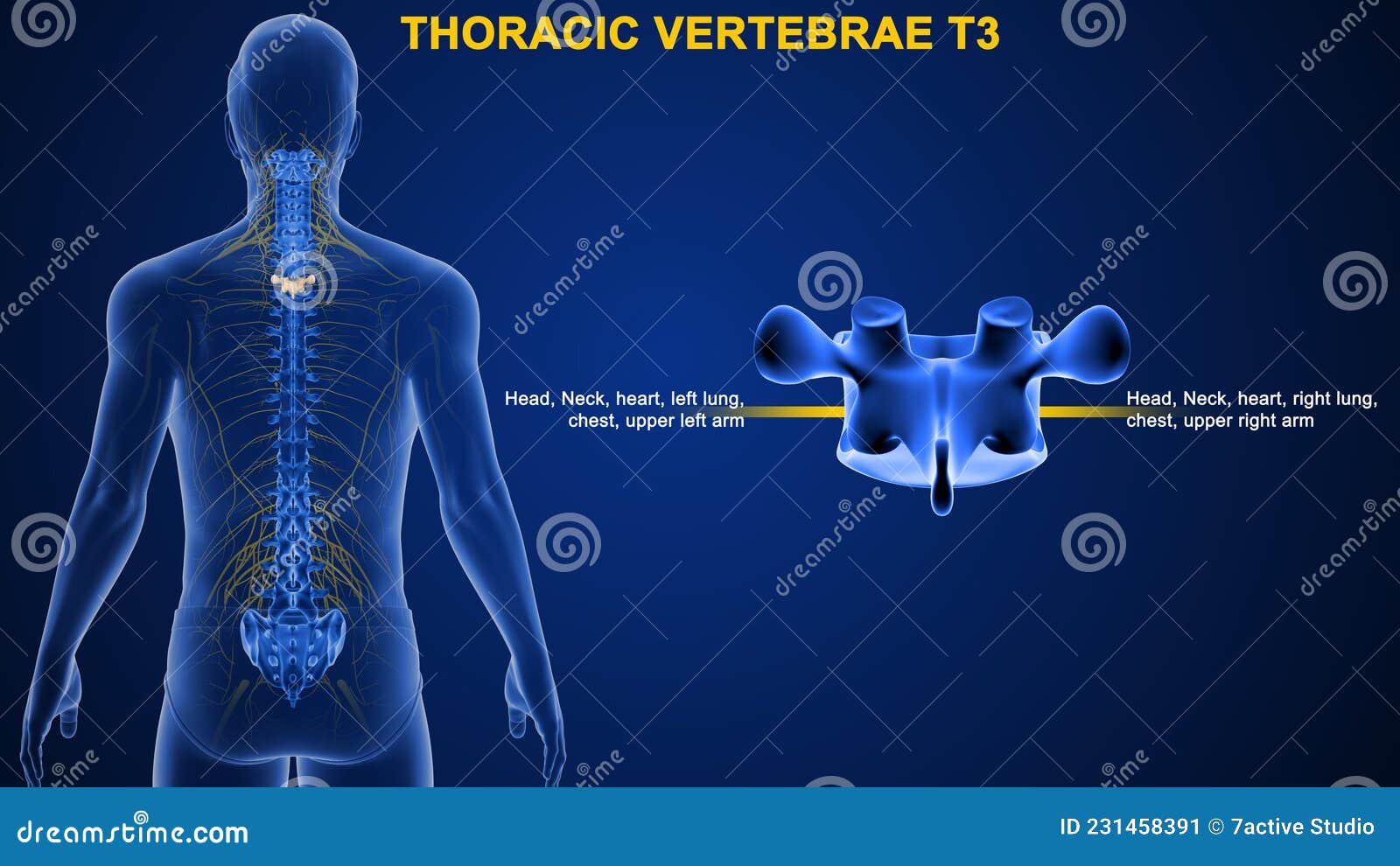 Thoracic Vertebrae or Thoracic Spine Bone T3 Stock Image - Image of ...