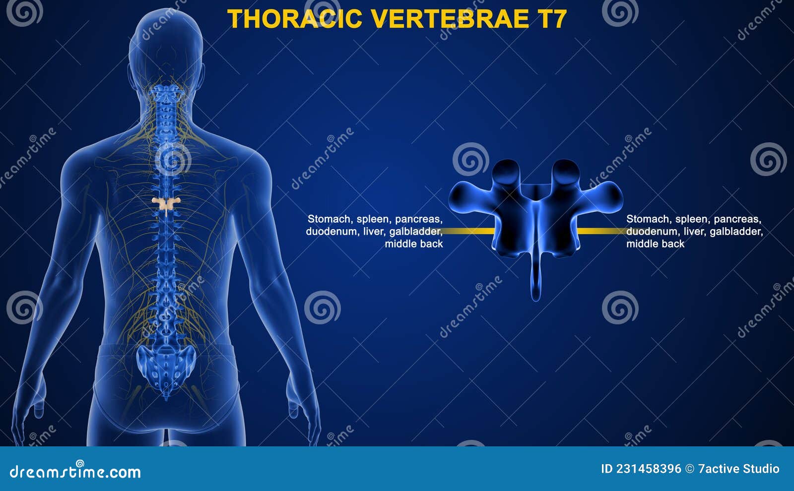 Thoracic Vertebrae or Thoracic Spine Bone T7 Stock Illustration ...