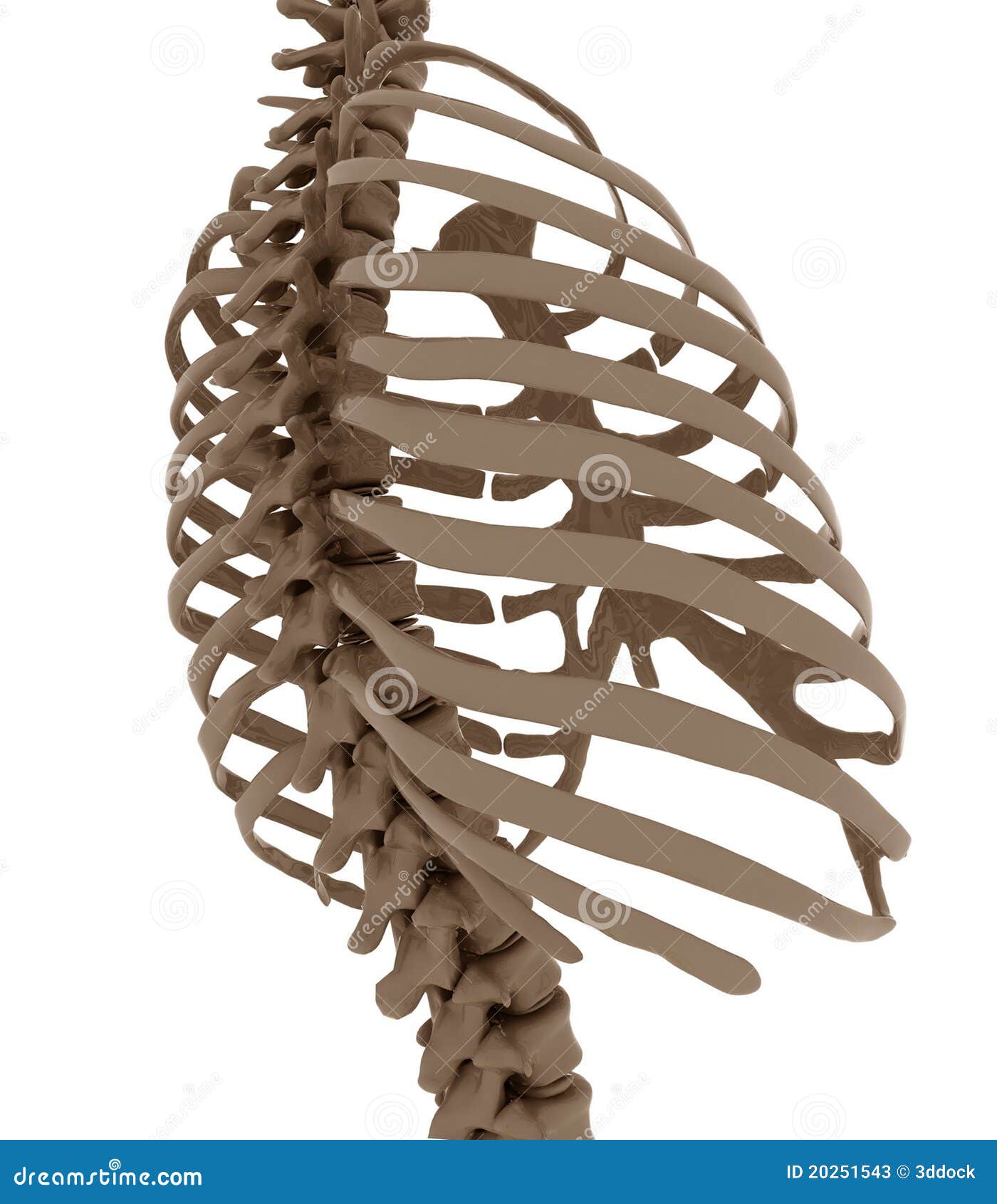 Thorax stock illustration. Illustration of life, science - 20251543