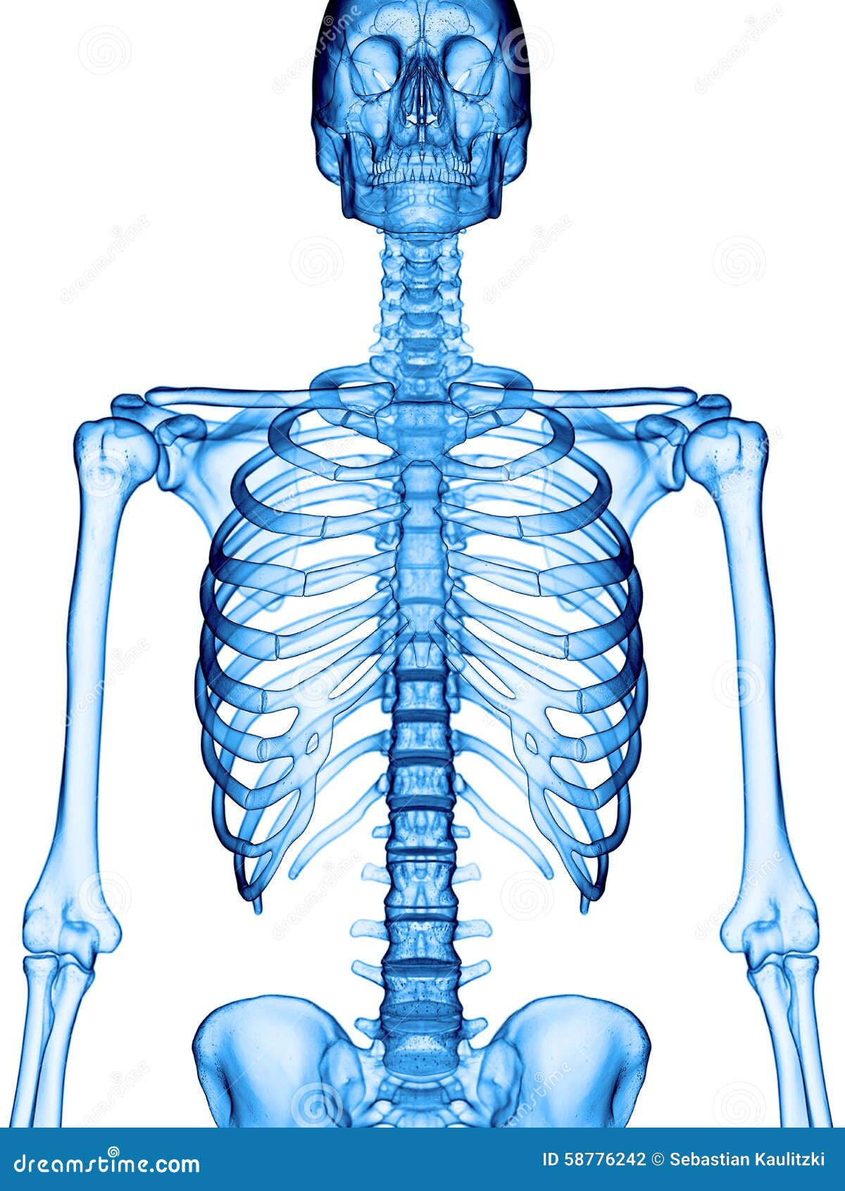 The thorax stock illustration. Illustration of thoracic - 58776242