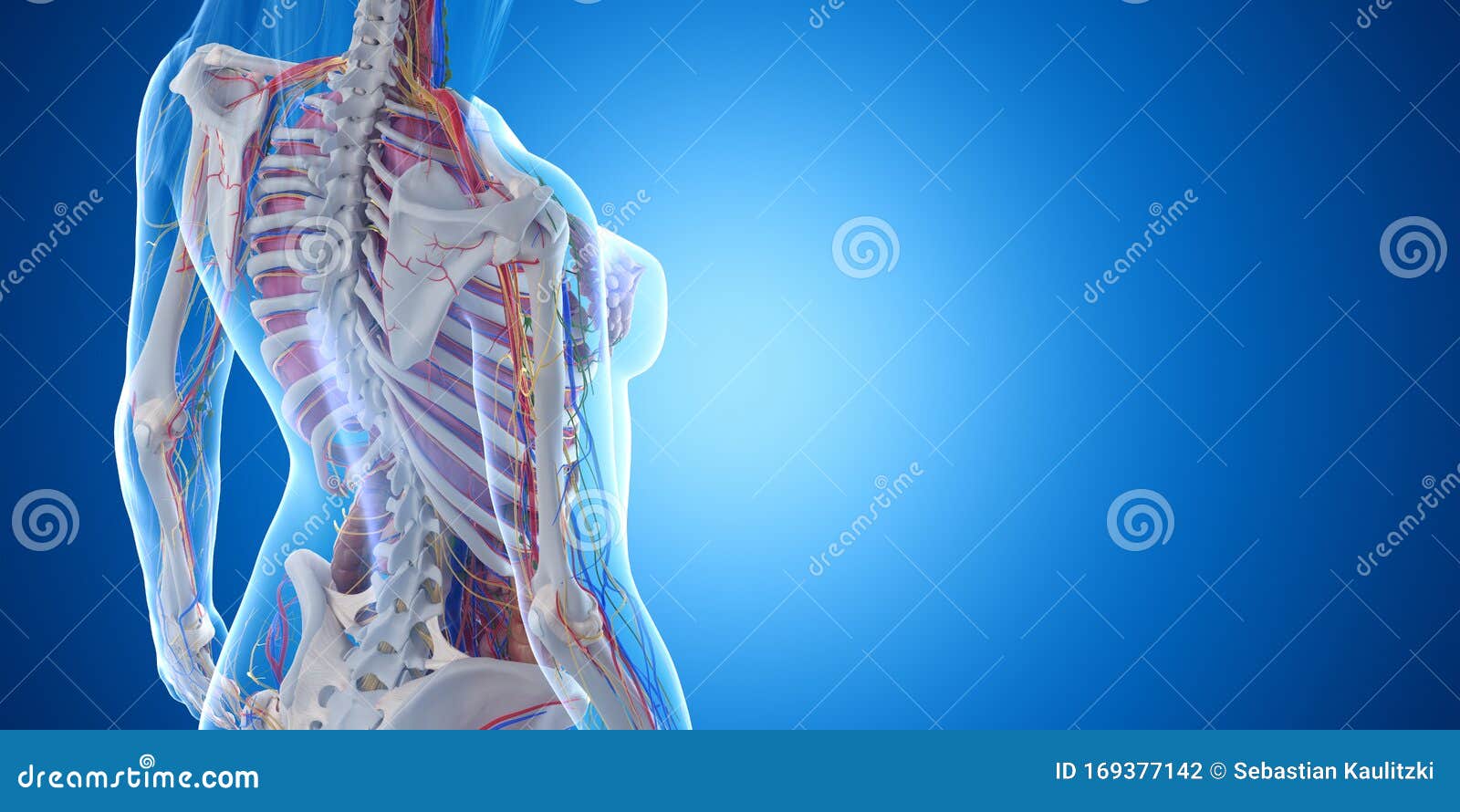 The thorax anatomy stock illustration. Illustration of artwork - 169377142