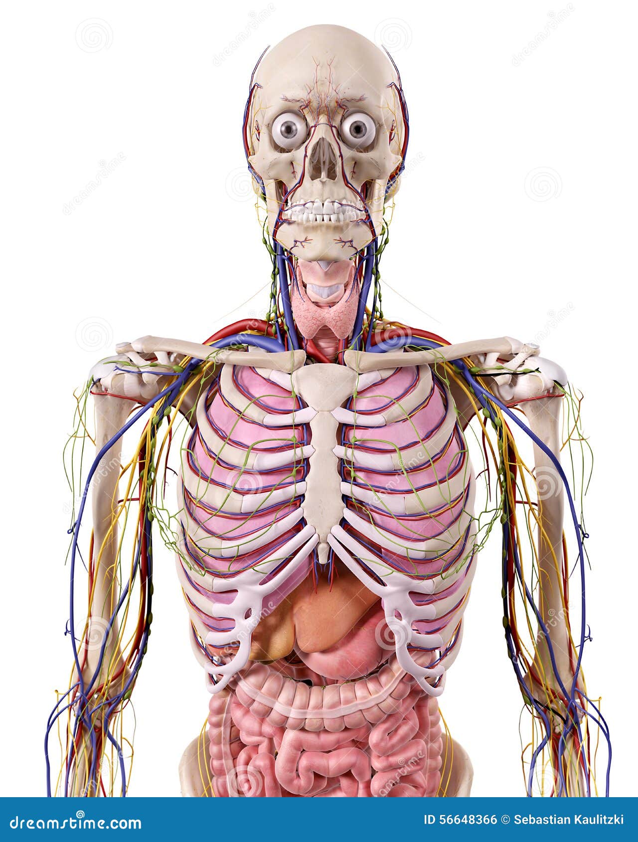 Thorax Anatomy Cartoon Vector | CartoonDealer.com #20136767