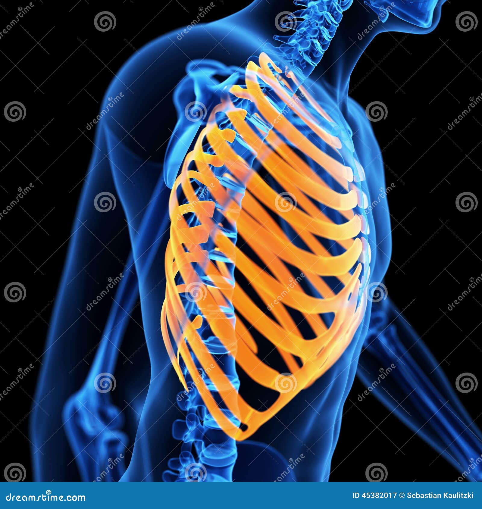 Thorax Bones (2 Angles) Royalty-Free Cartoon | CartoonDealer.com #77427344