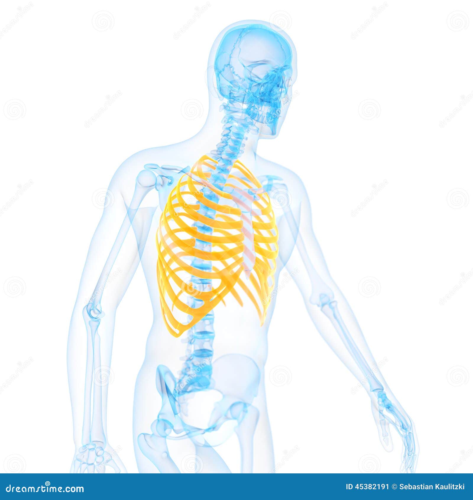 The Thorax Bones Royalty-Free Cartoon | CartoonDealer.com #45382196