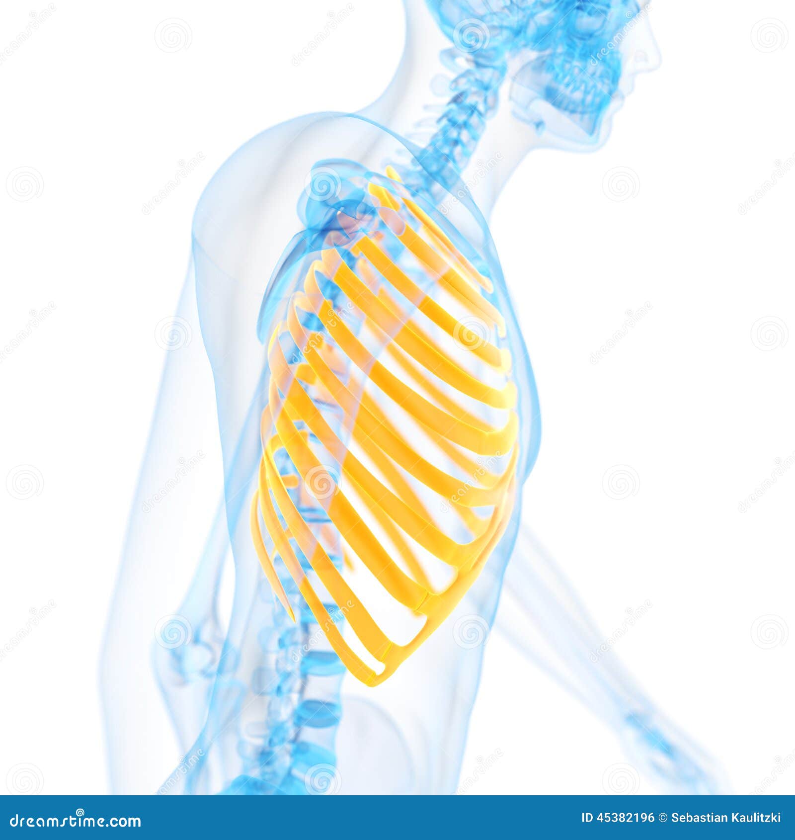 The Thorax Bones Royalty-Free Cartoon | CartoonDealer.com #45382196