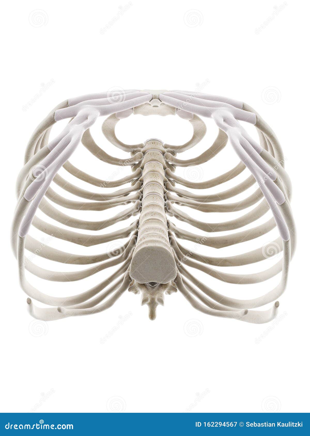 The thorax stock illustration. Illustration of anatomy - 162294567