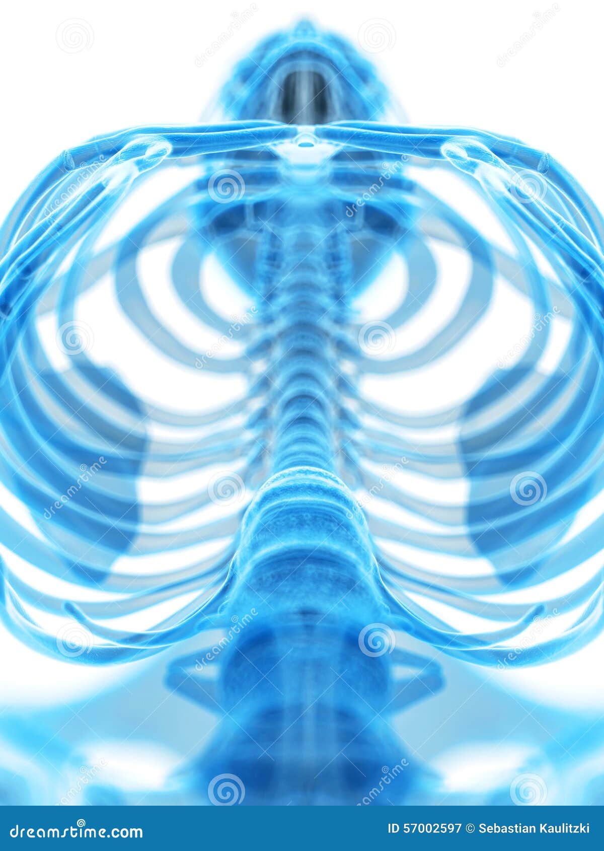 The thorax stock illustration. Illustration of science - 57002597