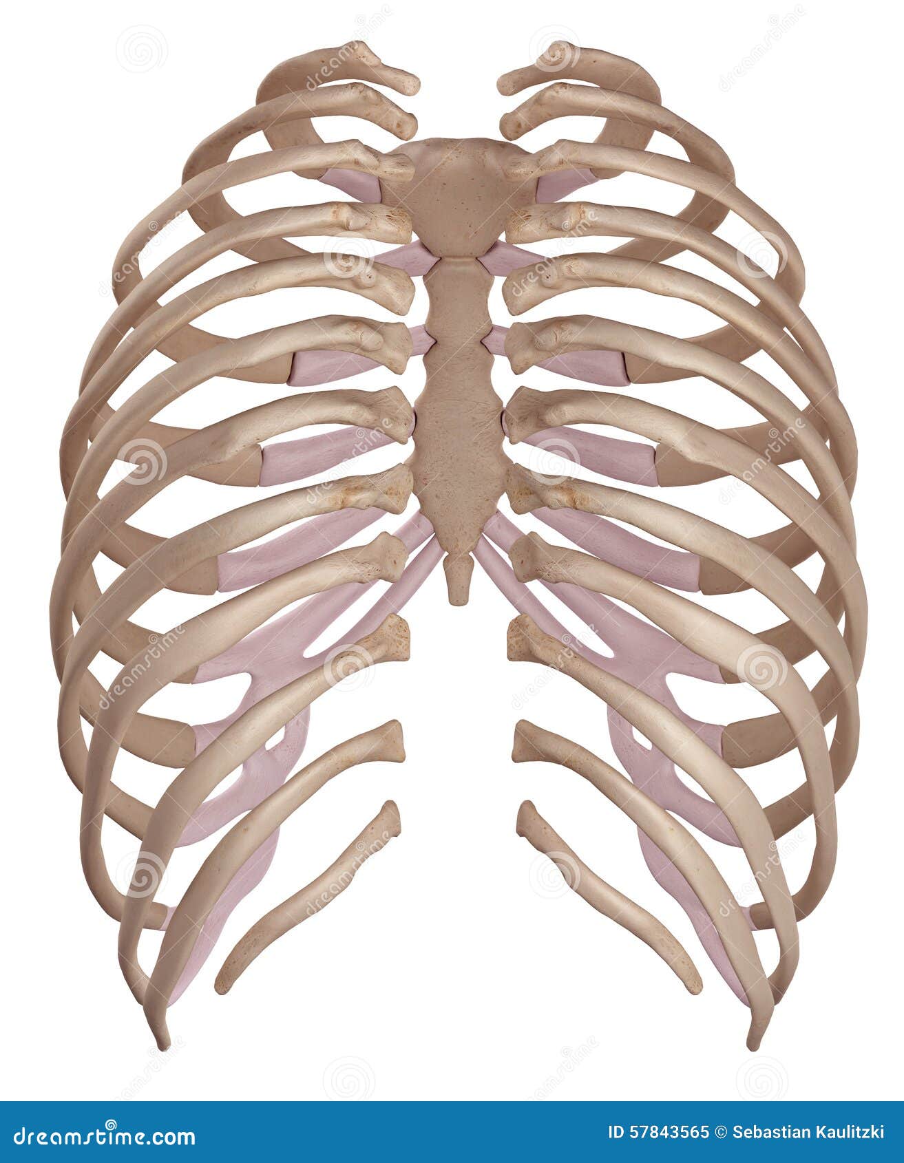 The thorax stock illustration. Illustration of skeletal - 57843565