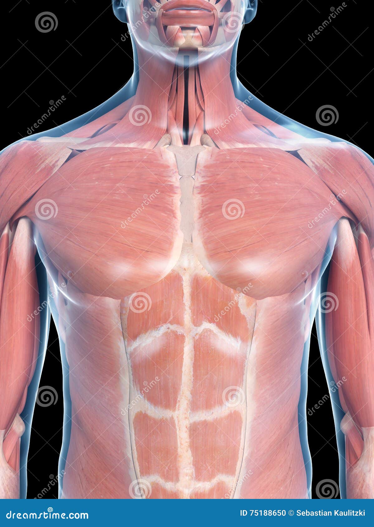 Thorax muscles stock illustration. Illustration of system - 75188650