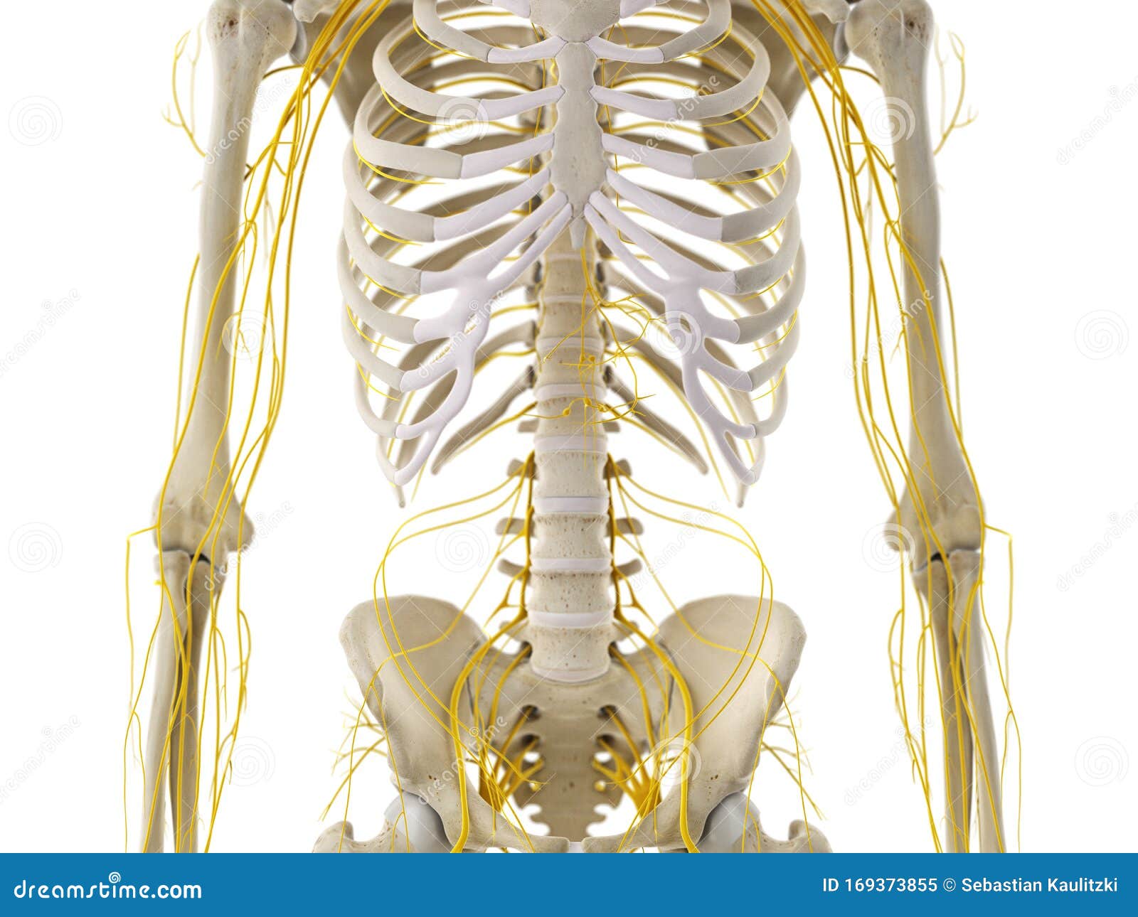 The thorax nerves stock illustration. Illustration of thorax - 169373855