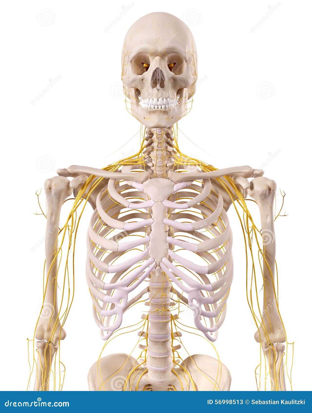 The thorax nerves stock illustration. Illustration of thorax - 56998513