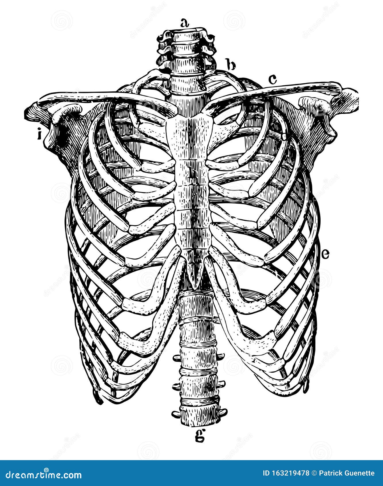 The Illustration Of Thorax With Ribs In The Old Book Die Anatomie Des ...