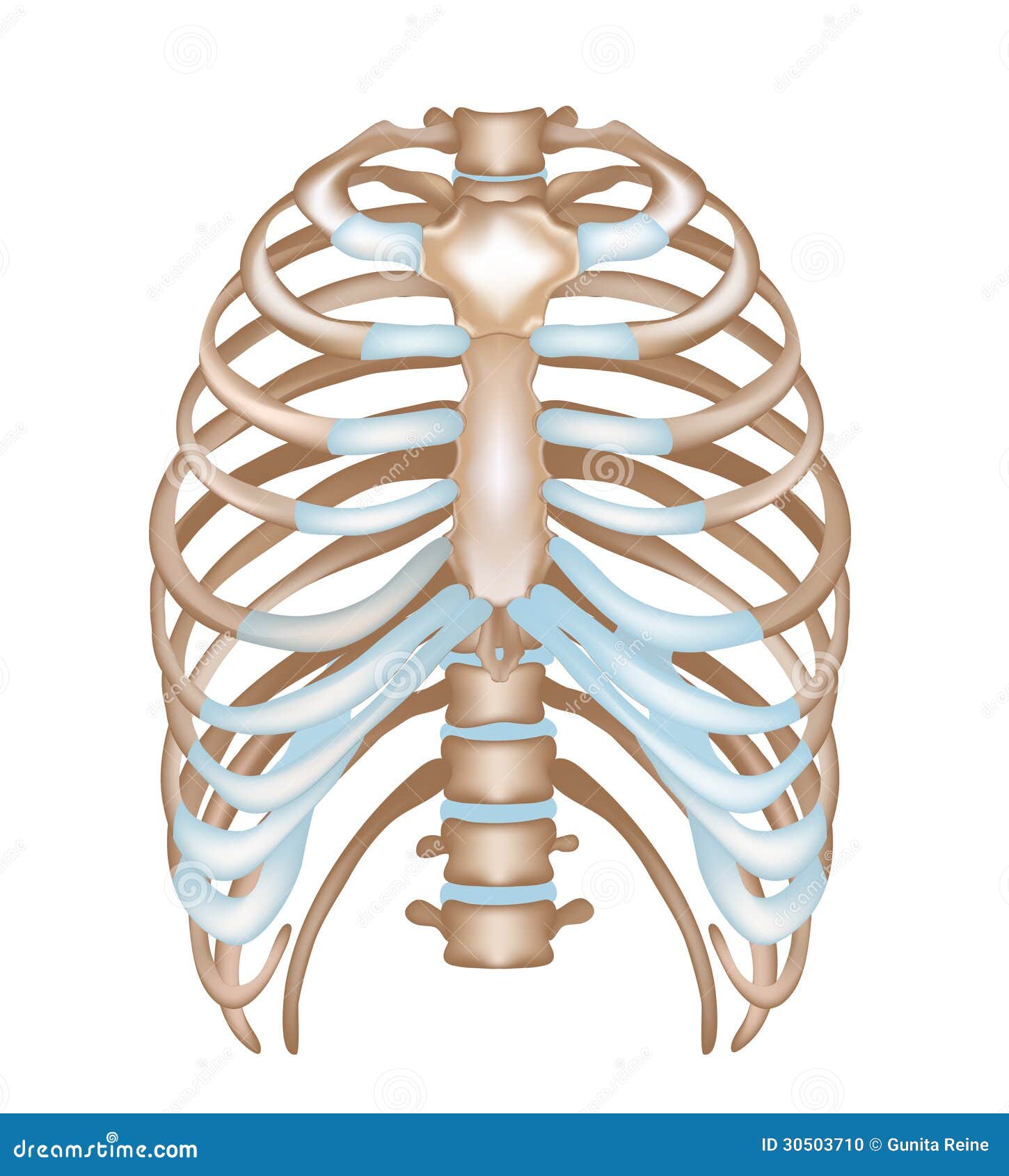 Thoraxribben, Borstbeen, Ruggewervel Stock Foto - Afbeelding: 30503710
