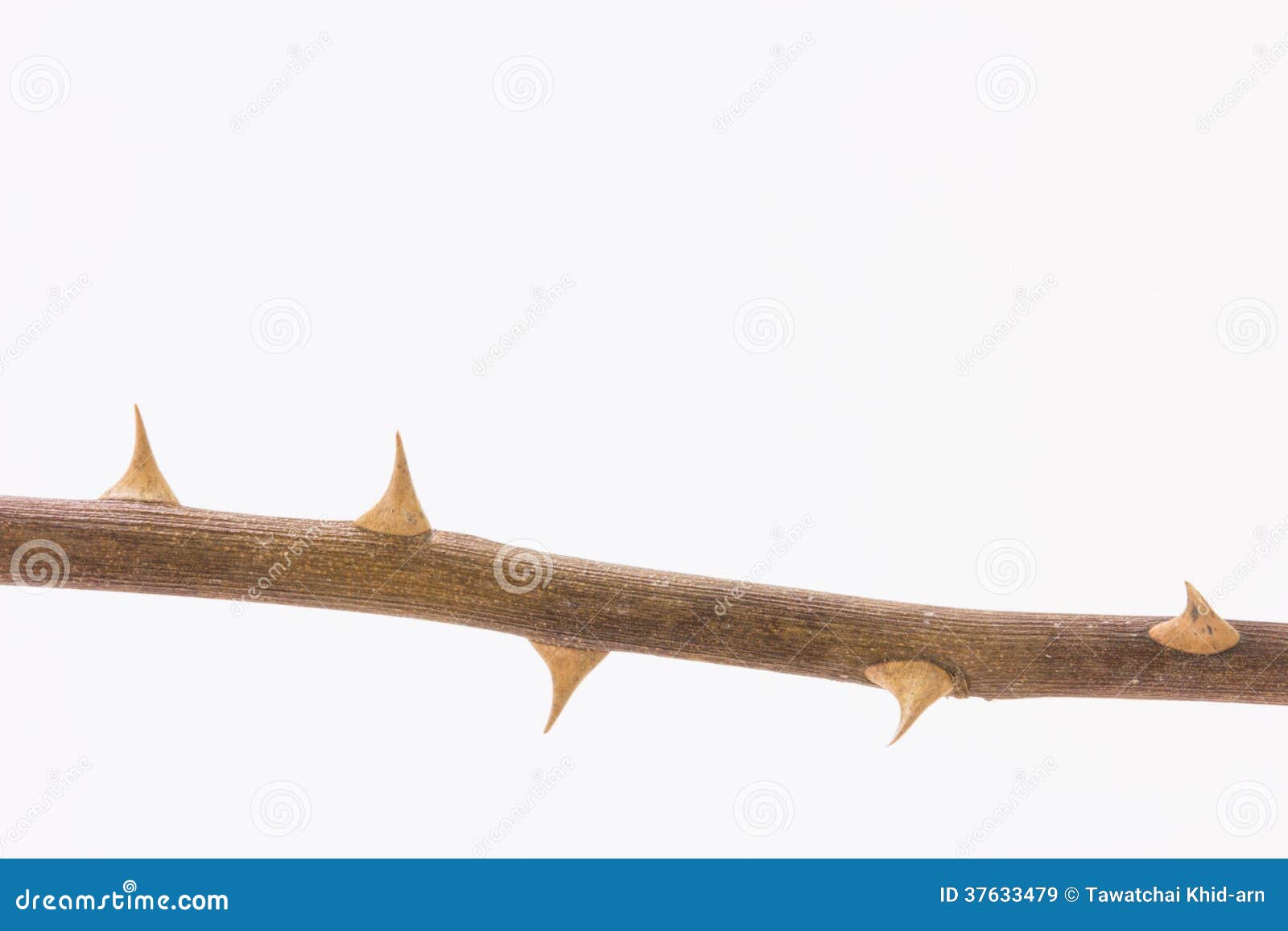 Thorn stock image. Image of background, nature, studio - 37633479
