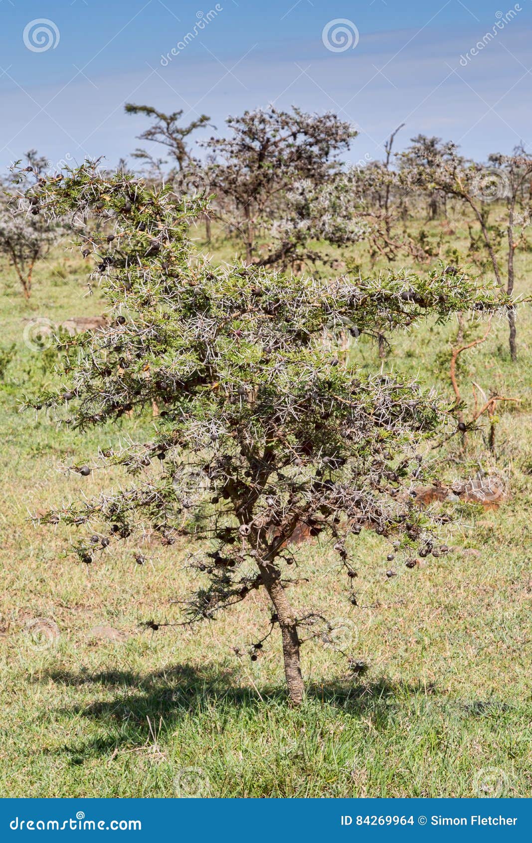 Thorn Acacia Tree Que Silba Foto de archivo - Imagen de habitat ...