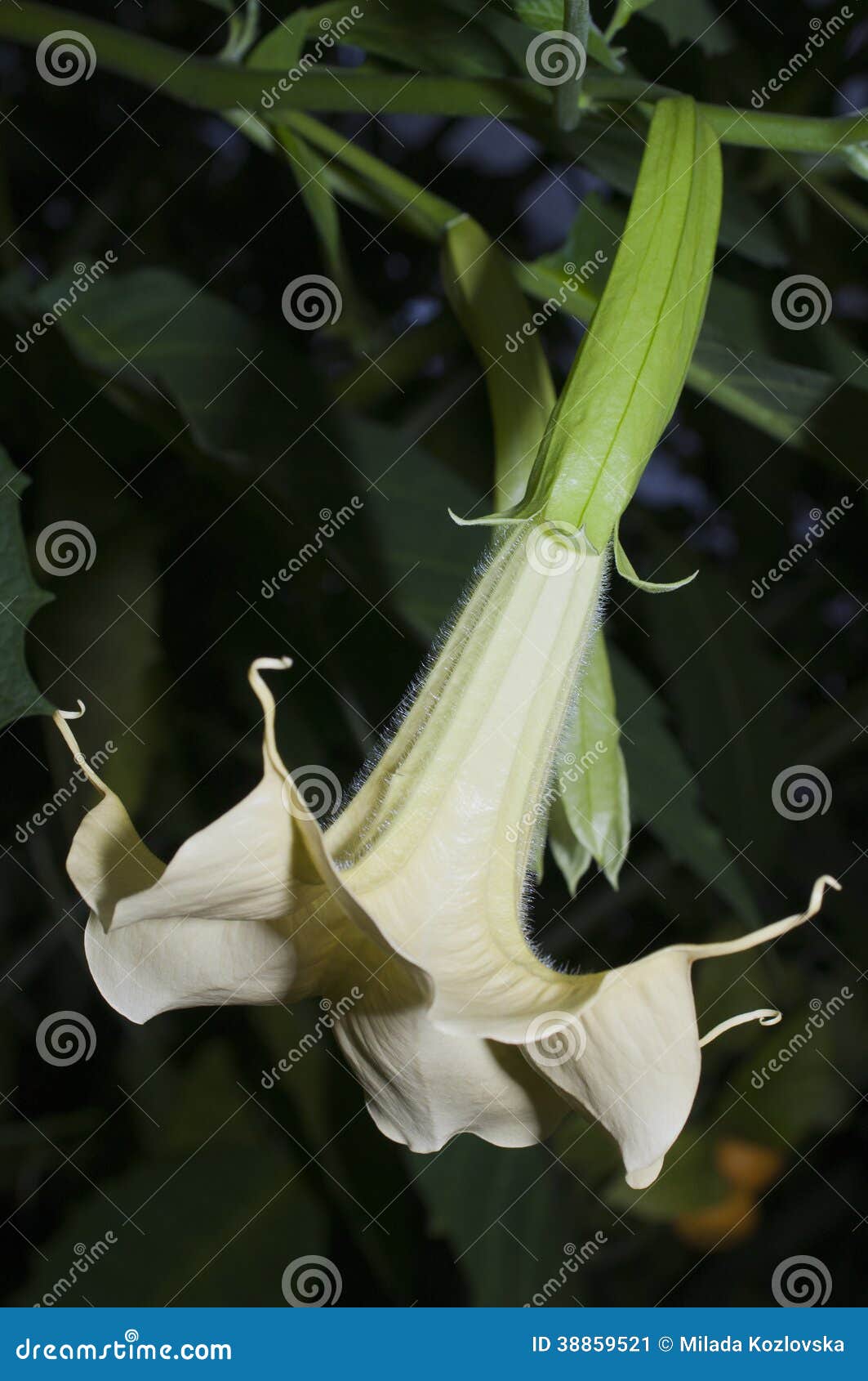 Thorn apple flower stock image. Image of abloom, green - 38859521