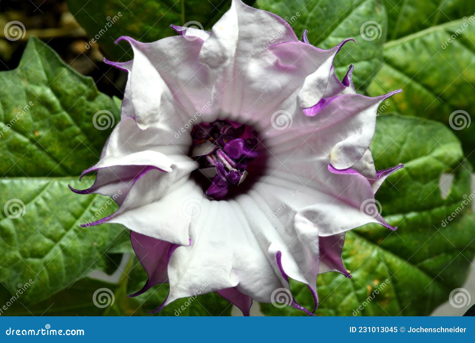 Thorn Apple with Violet and White Flower Stock Image - Image of ...