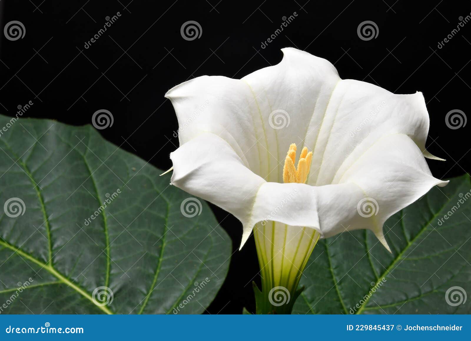 Thorn Apple with White Flower Stock Image - Image of bells, indianapple ...