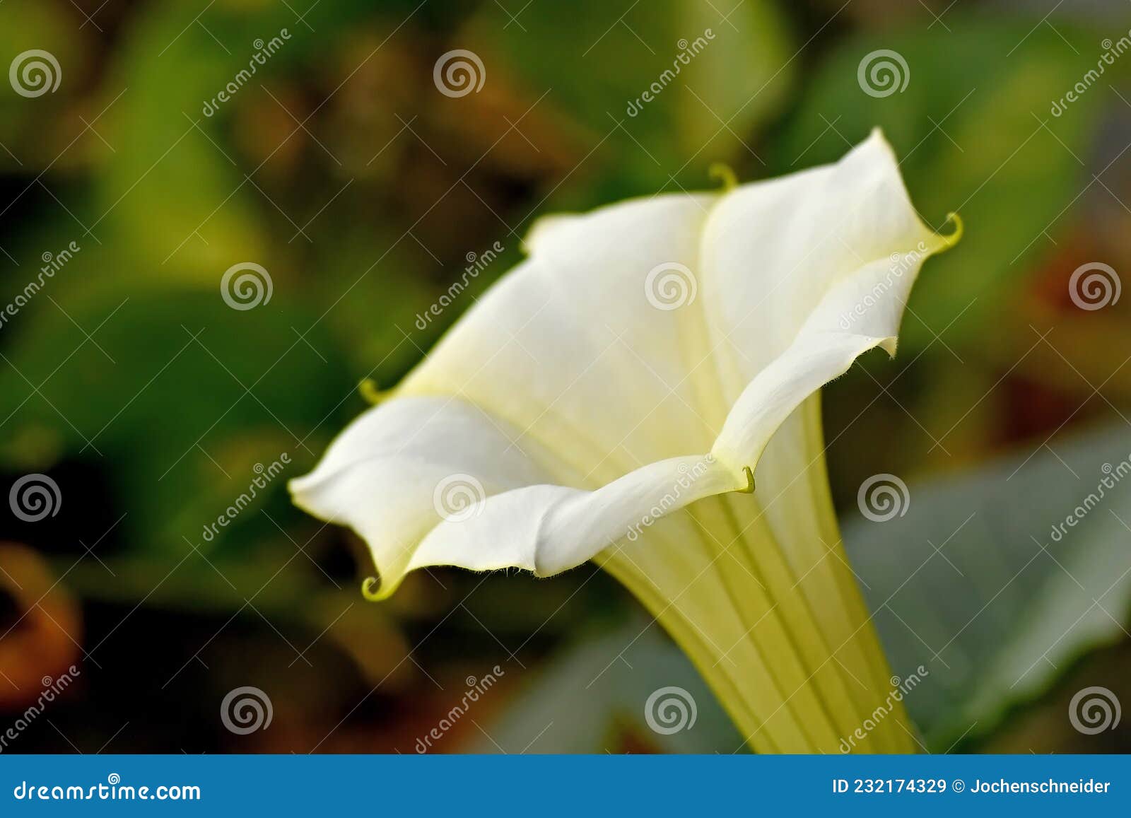 Thorn Apple with White Flower in Morning Sun Stock Image - Image of ...