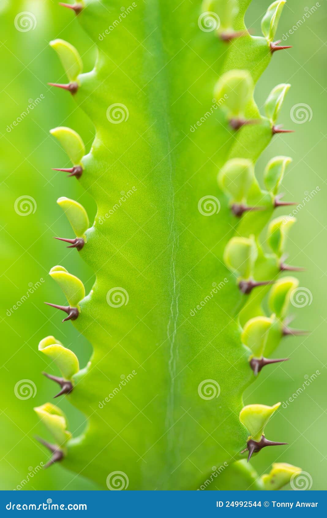 Thorn Background stock photo. Image of botany, nature - 24992544
