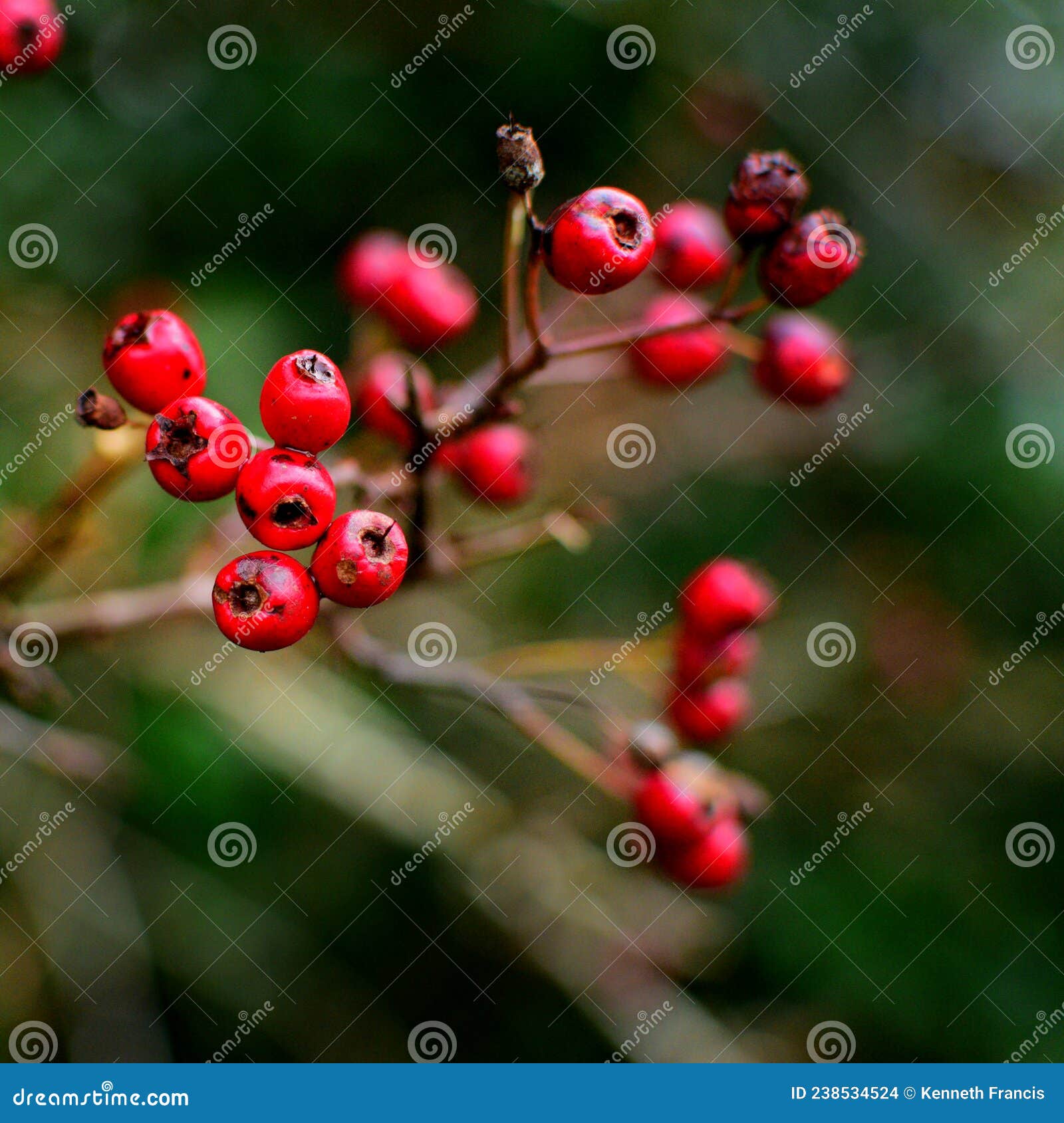 Thorn Berries in Winter Hedgerow Stock Photo - Image of hedger, focus ...