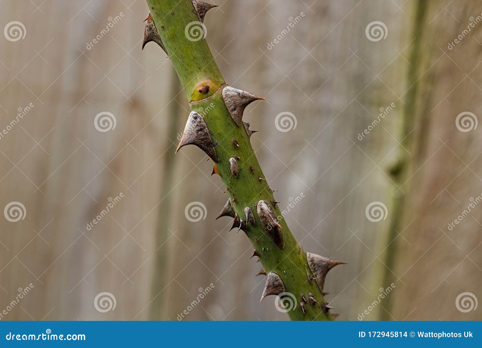 Garden Thorn Branch of Rose Bush Stock Photo - Image of bush, branch ...