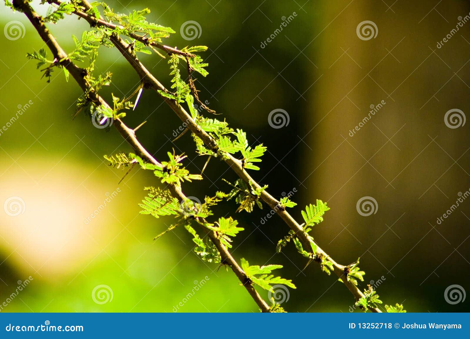 Thorn Branches stock photo. Image of branch, bush, branches - 13252718