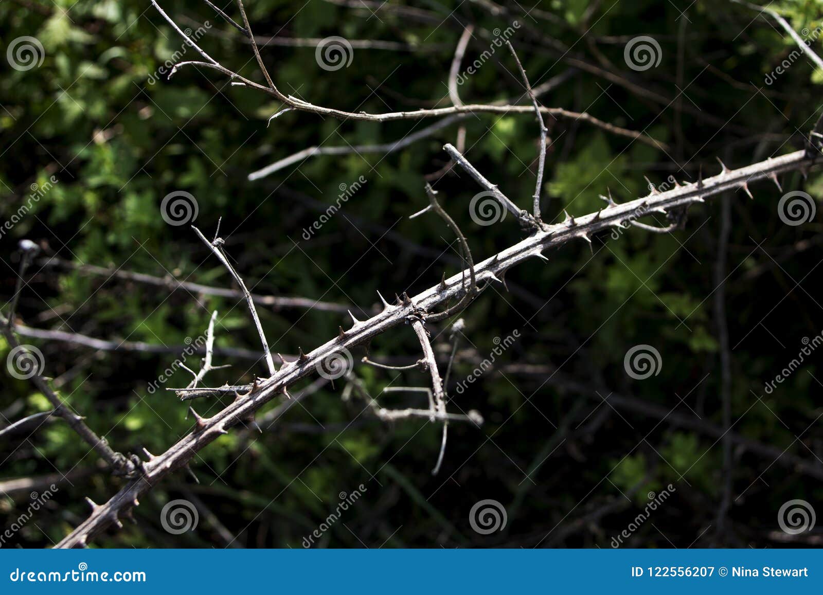Branches with Thorns, in Sunlight, in Focus. Stock Image - Image of ...