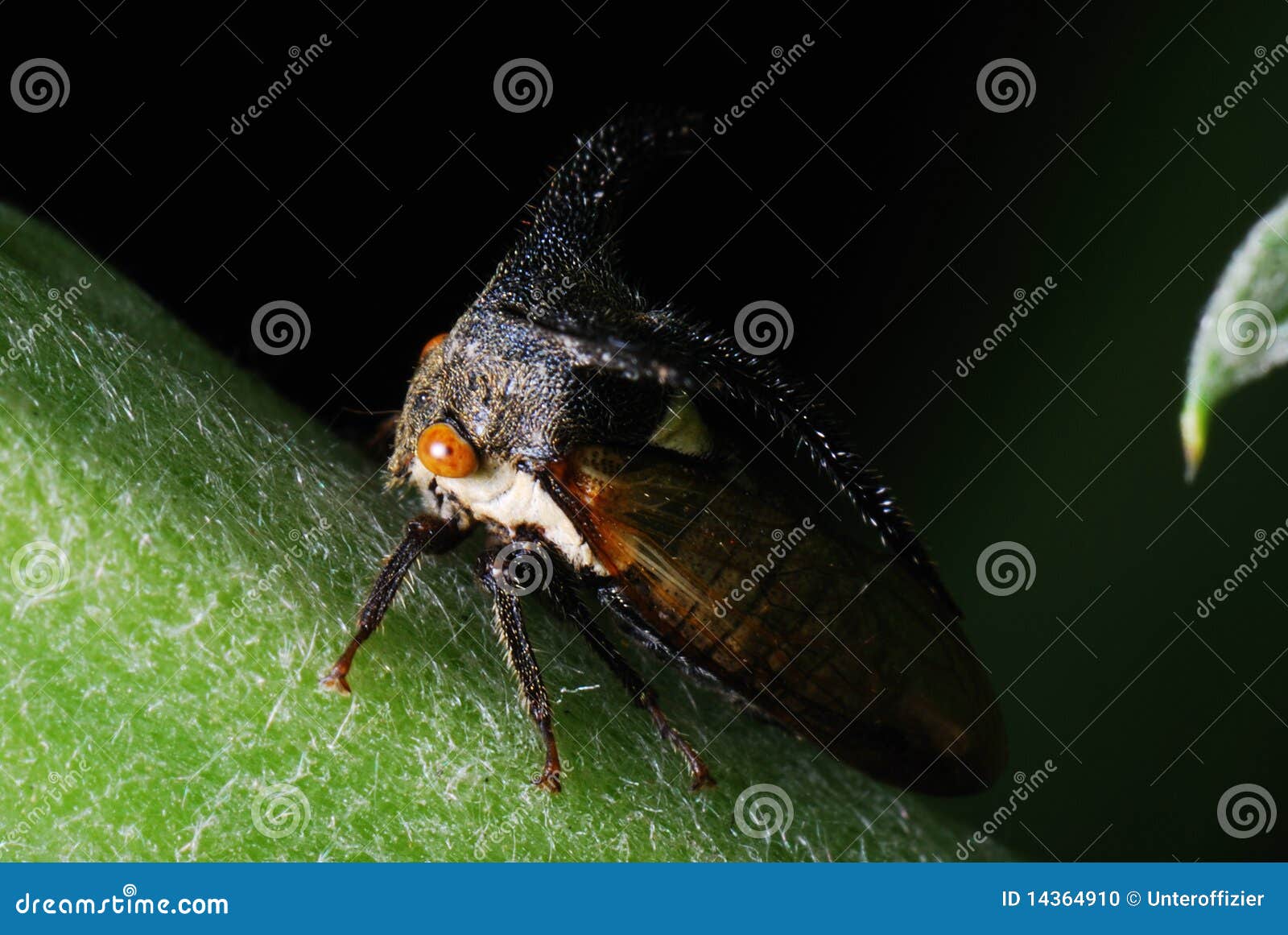 Thorn Bug stock photo. Image of blend, biology, cycle - 14364910
