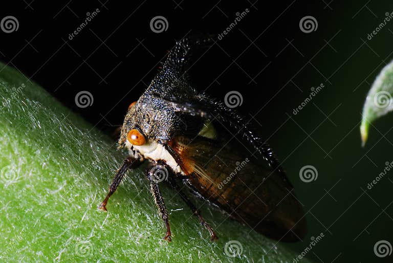 Thorn Bug stock photo. Image of blend, biology, cycle - 14364910