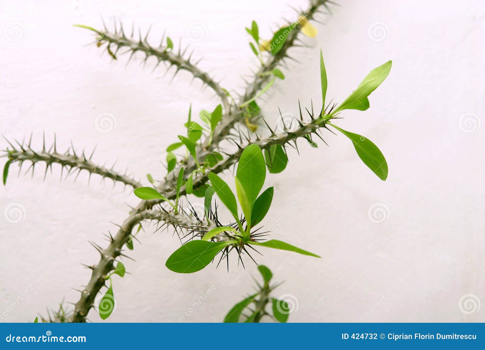 Thorn Bush stock photo. Image of pain, leaf, thorn, plant - 424732