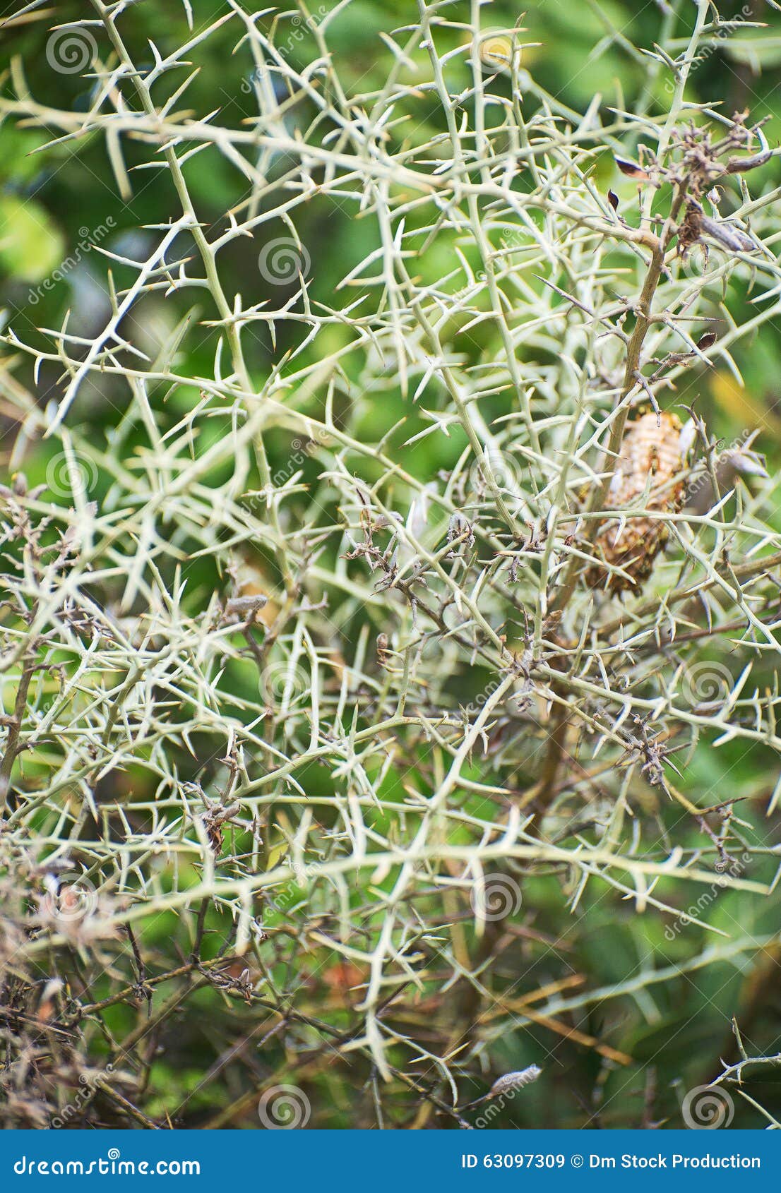Thorn bush. stock image. Image of branch, nature, natural - 63097309
