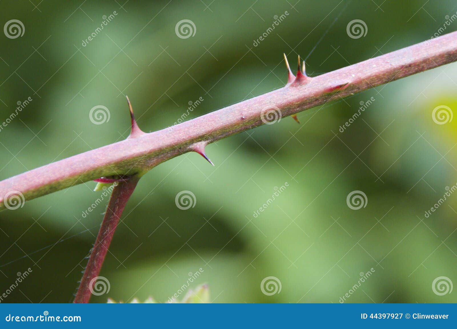 Thorn Bush stock image. Image of branch, thorn, thorns - 44397927