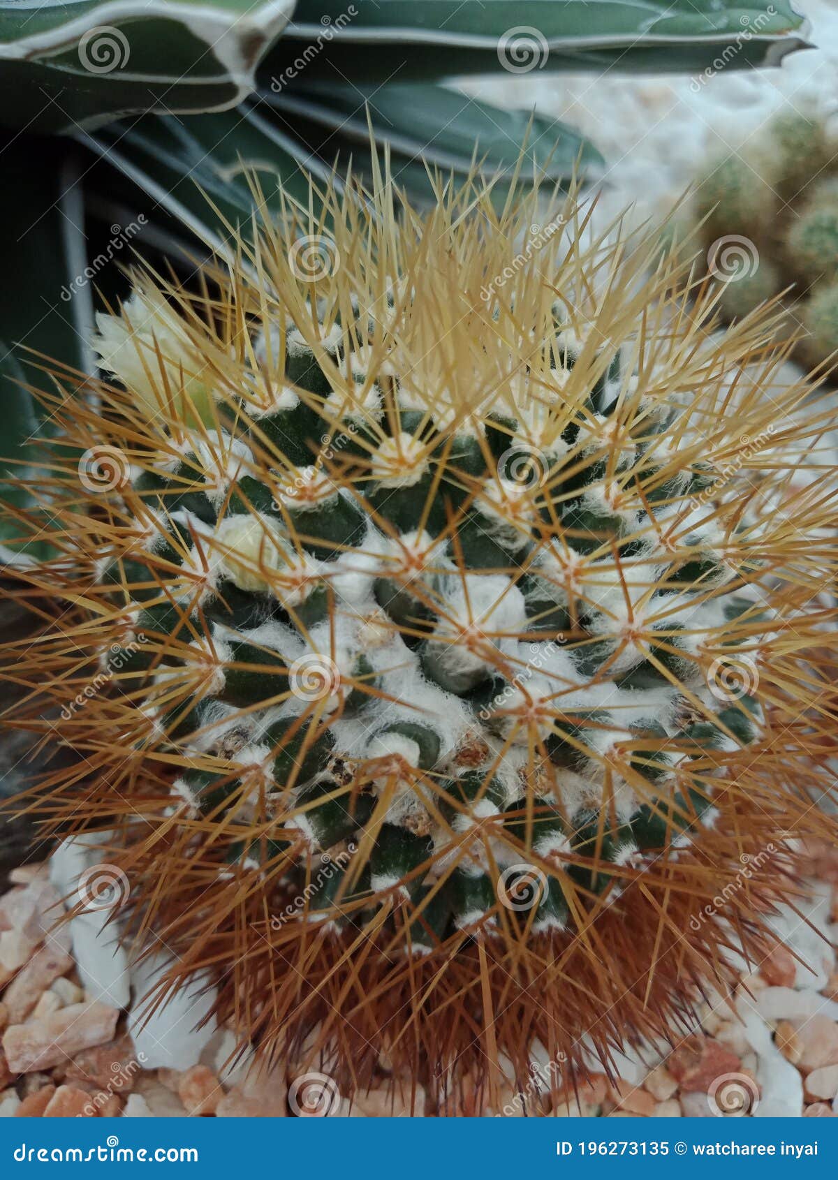 Thorn cactus in the dome stock image. Image of thorns - 196273135