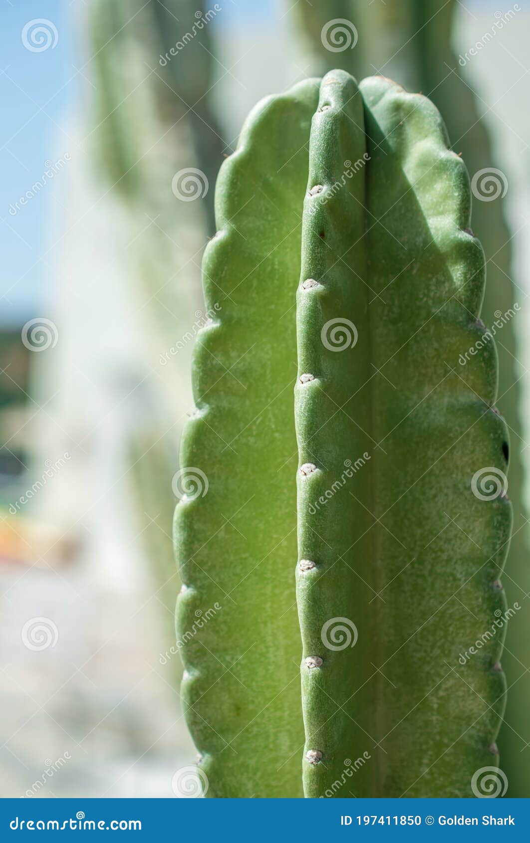 Thorn of Cactus Leaf Texture, Close Up Stock Photo - Image of spine ...