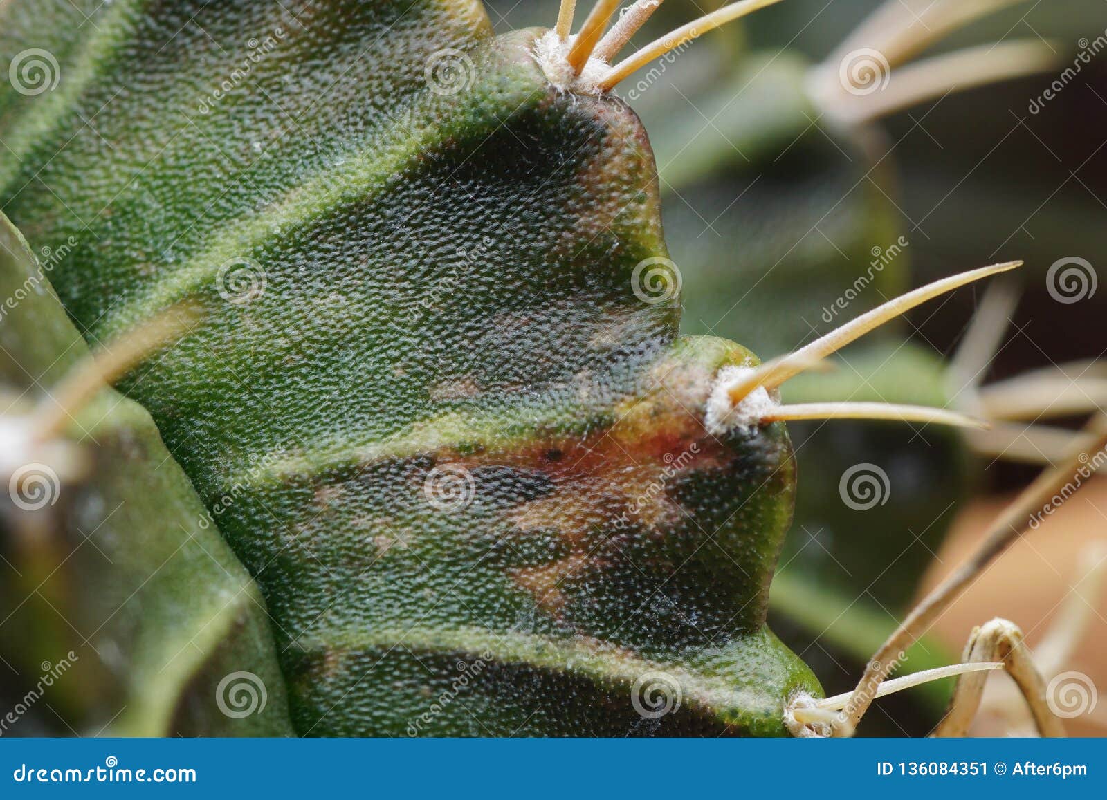 Thorn Cactus for Texture Background Stock Image - Image of abstract ...
