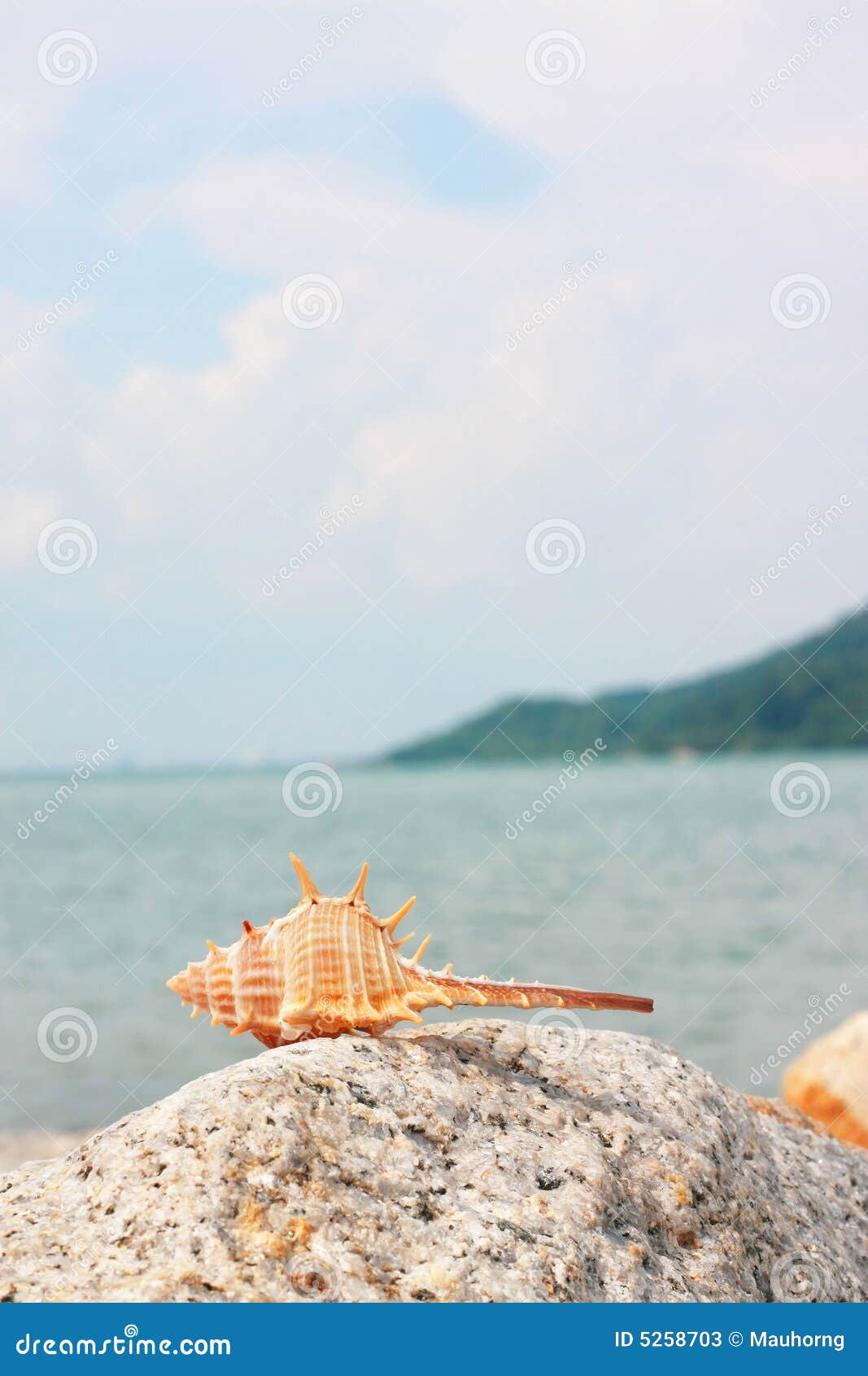 Thorn Conch Shell on the Rock Stock Image - Image of animal, scuba: 5258703