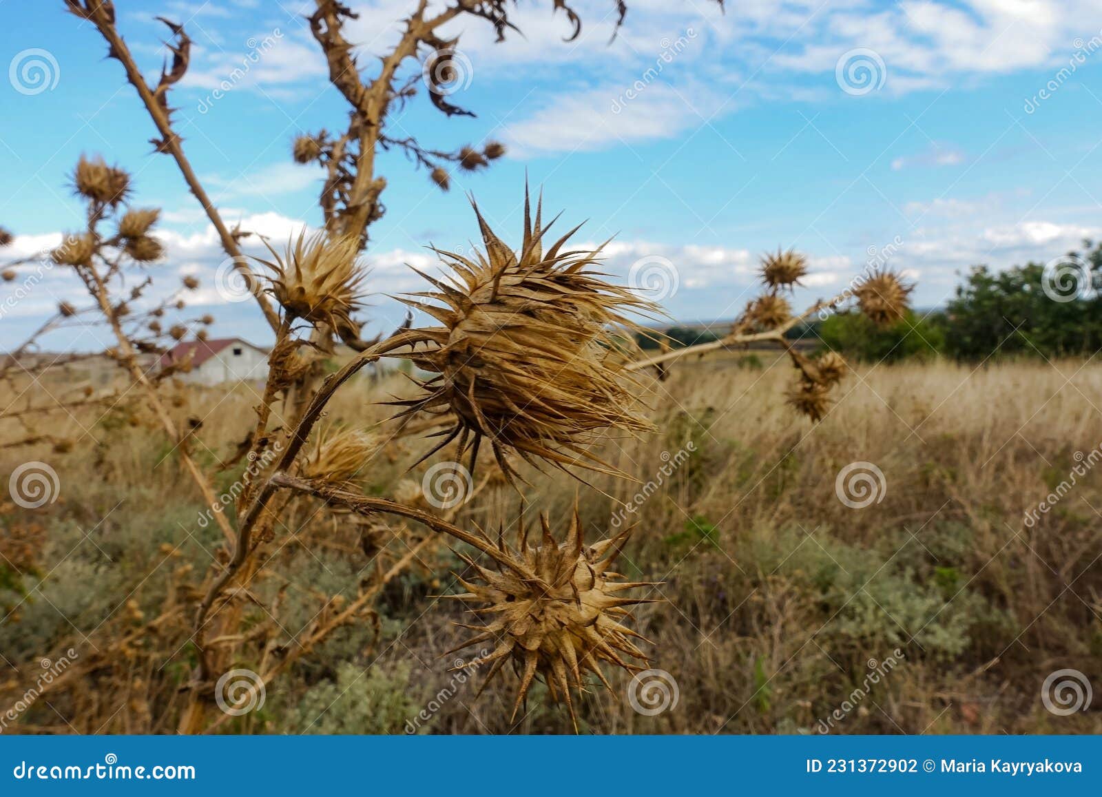Thorn in the Field in the Fall Stock Photo - Image of season, field ...