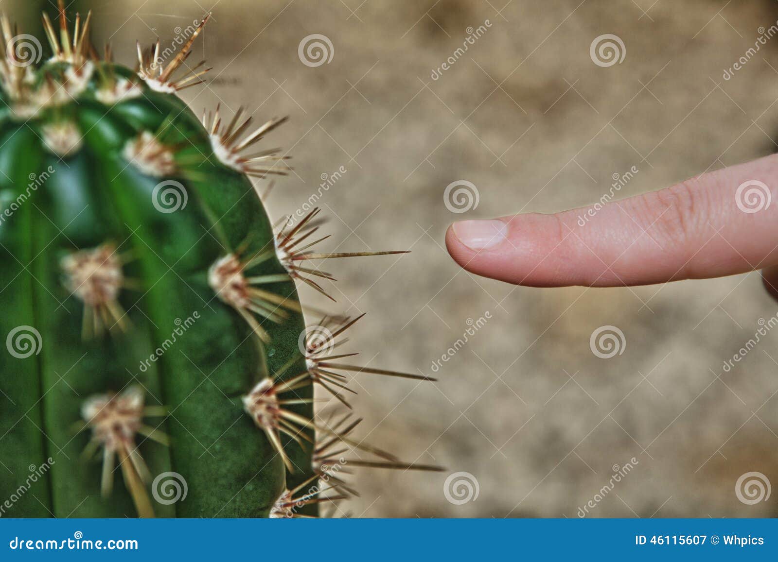 Thorn and finger stock image. Image of desert, cactus - 46115607