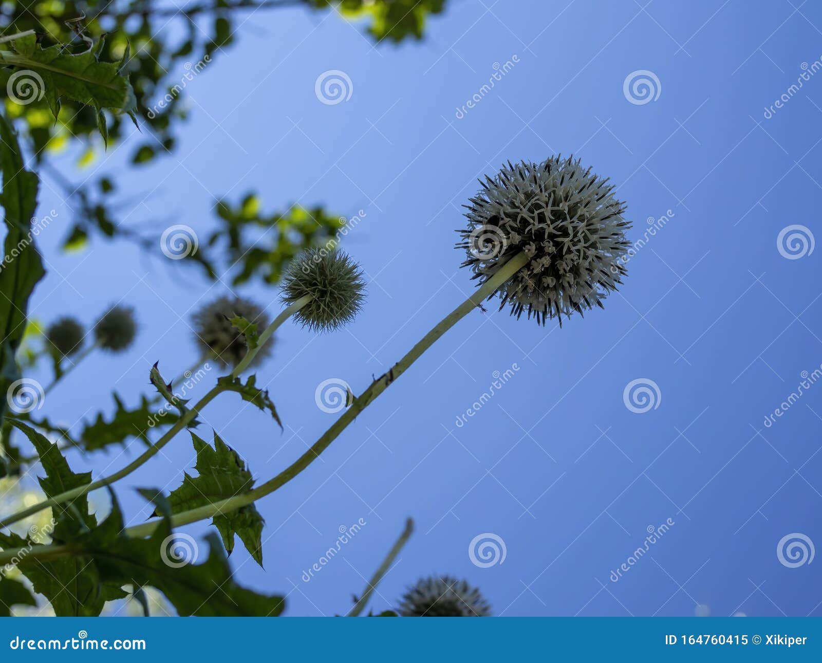 Thorn Flower Bottom Perspective View Stock Image - Image of growth ...
