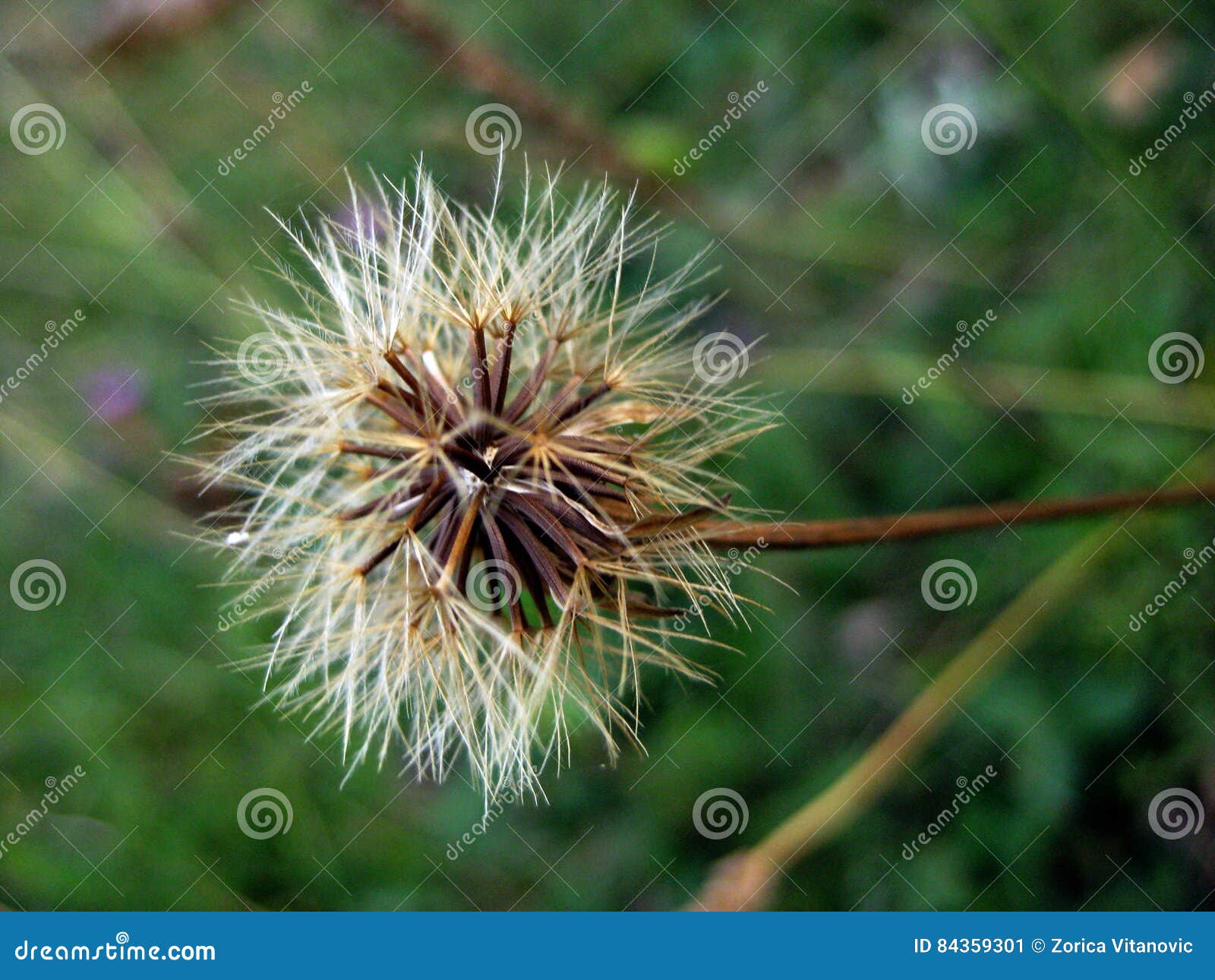 Thorn flower stock image. Image of deserts, acacia, closeups - 84359301