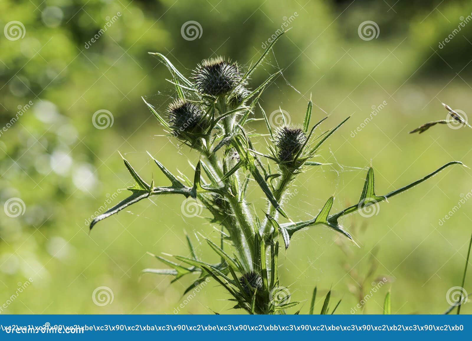 Thorn Grass in the Green Grass in the Sun Stock Photo - Image of ...
