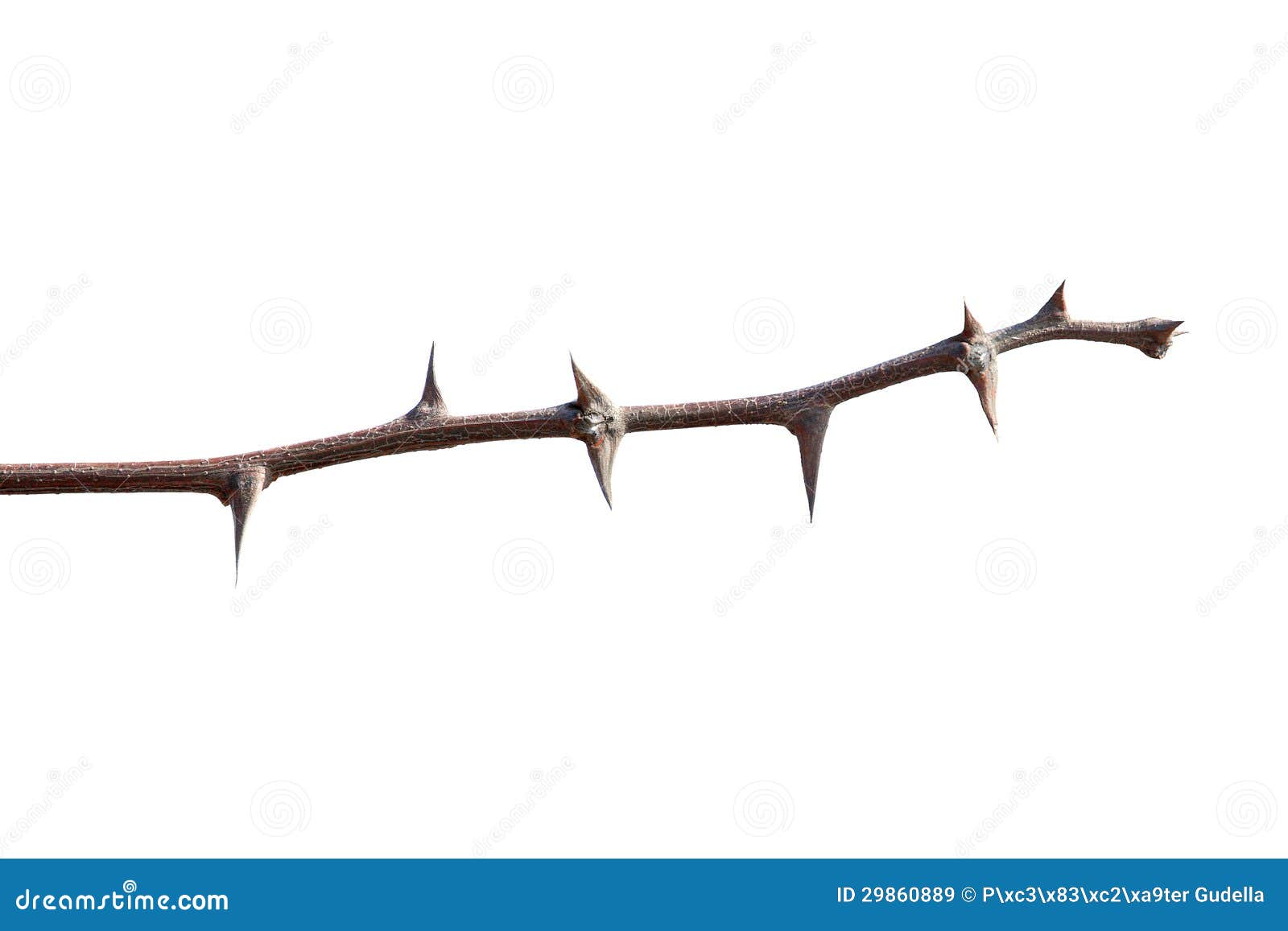 Thorn stock image. Image of sharp, dead, white, protect - 29860889