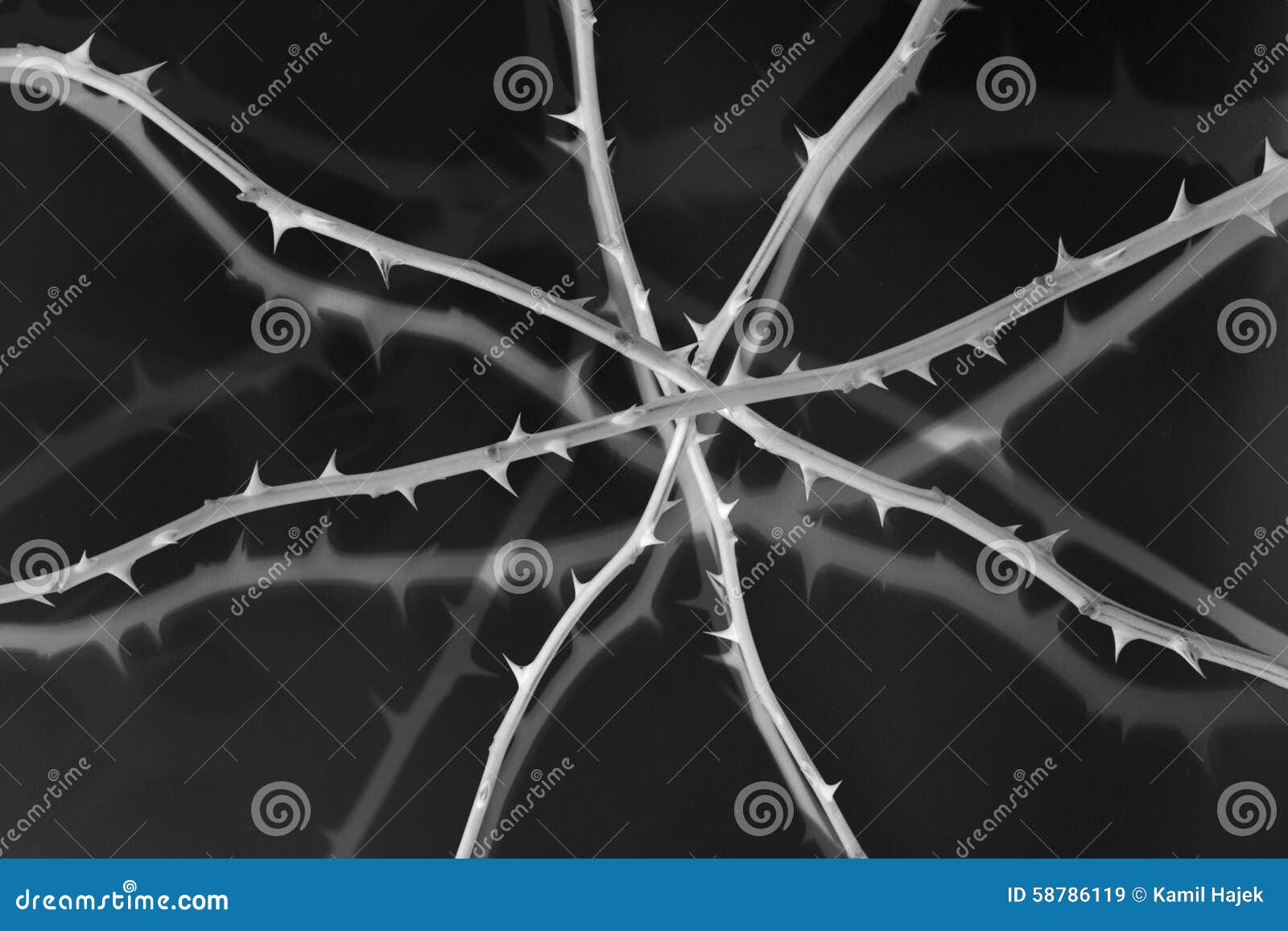 Thorn Lines Star stock image. Image of nature, bllack - 58786119