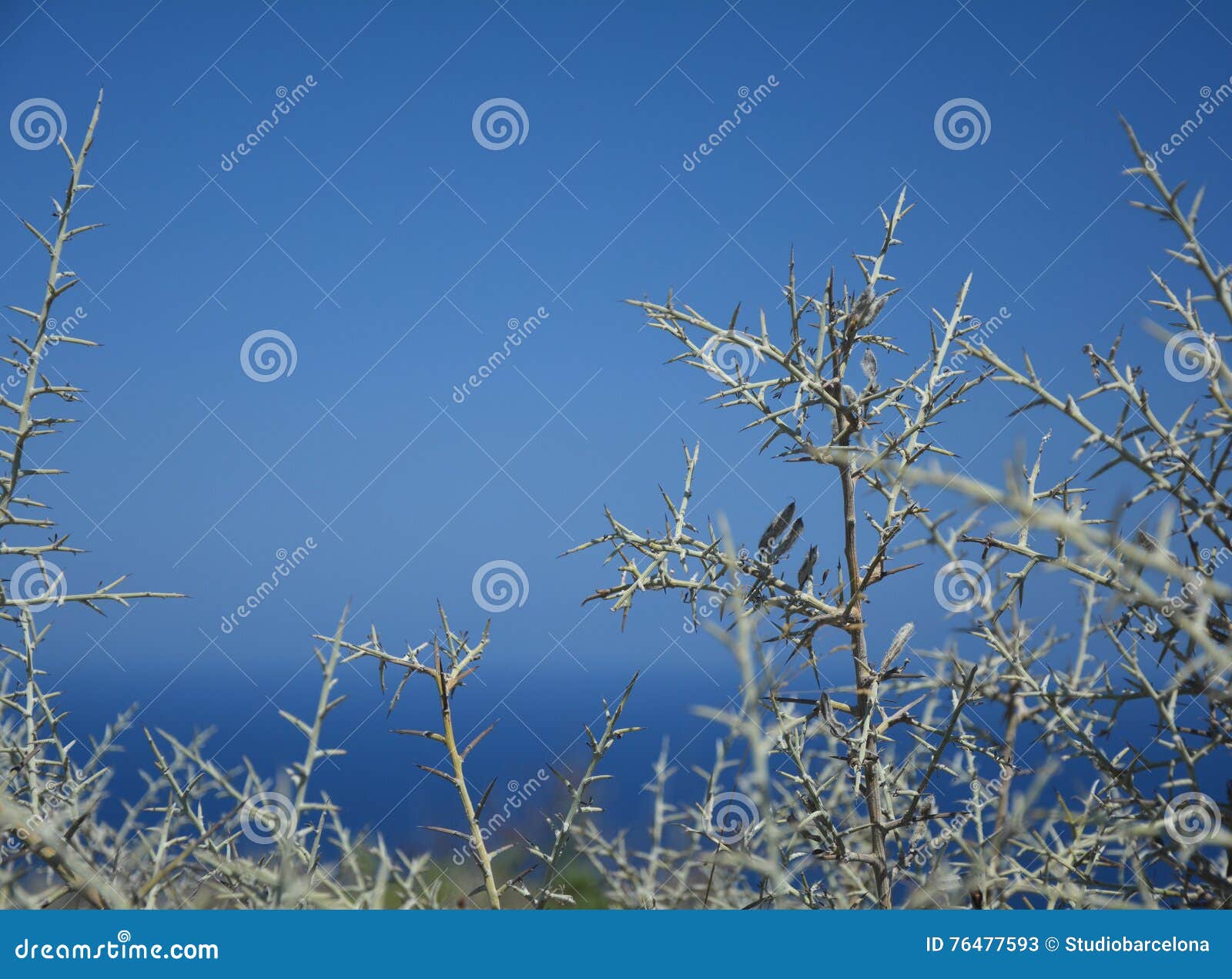 Thorn Plant Photoshoot Royalty-Free Stock Image | CartoonDealer.com ...