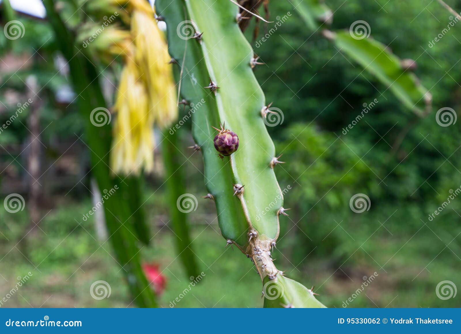 Thorn or Prickle of Dragon Fruit Tree Stock Photo - Image of closeup ...
