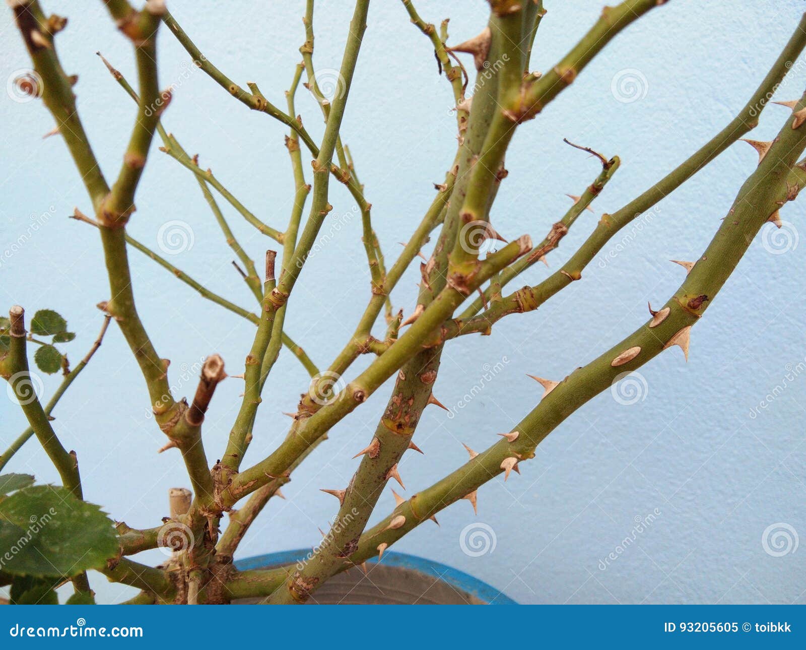 Thorn of rose trunk stock image. Image of closeup, nature - 93205605